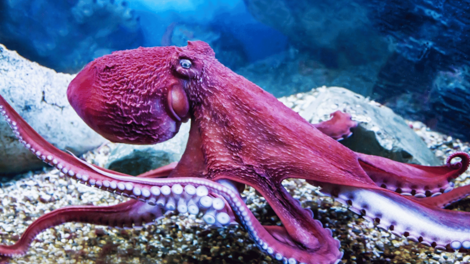 Chromophores in Octopus and Squid Skin Could Protect Us From The Sun ...