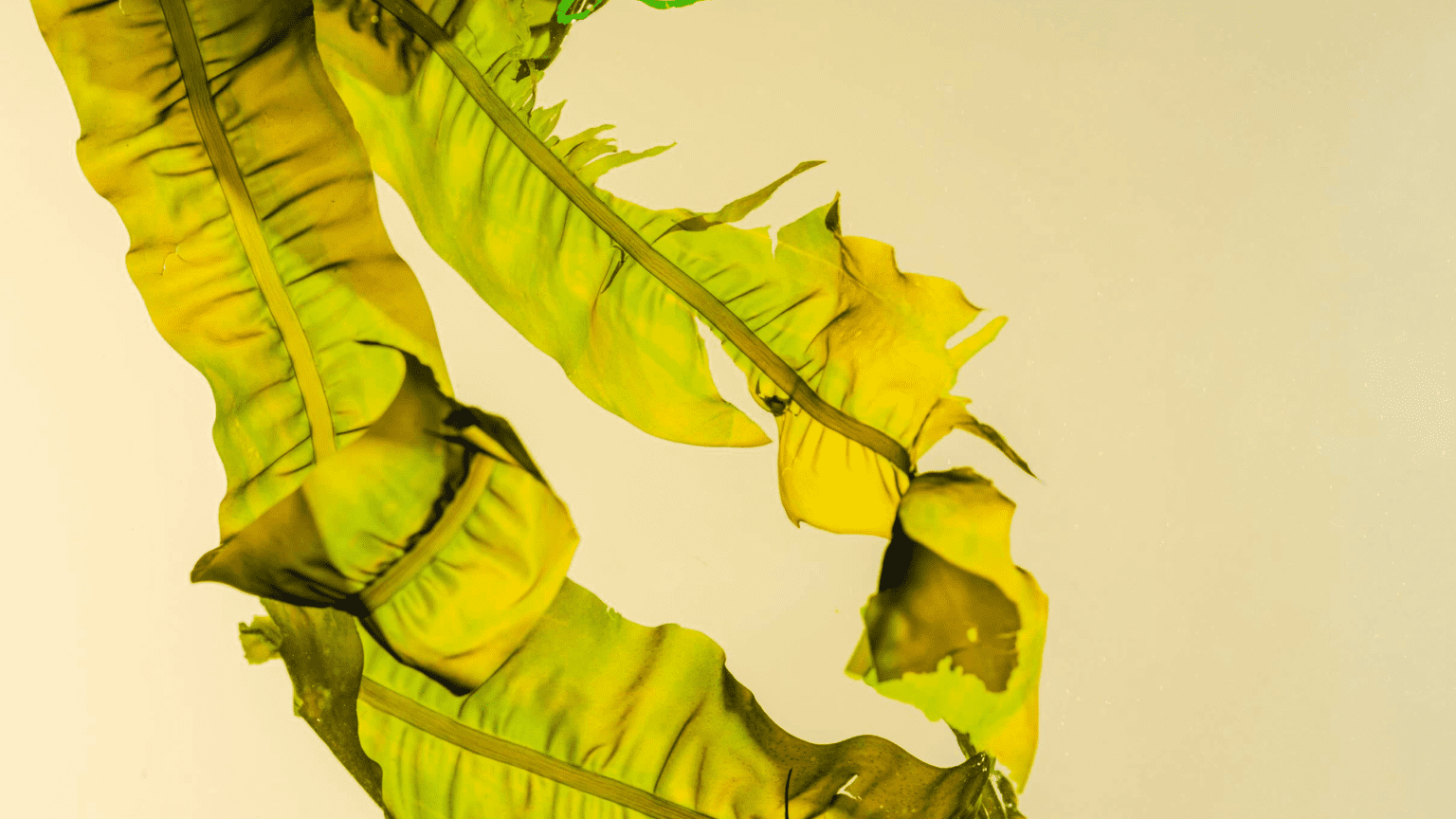 Sustainable Seaweed Fibre: A Conversation with KEEL Labs™ Co-Founder ...