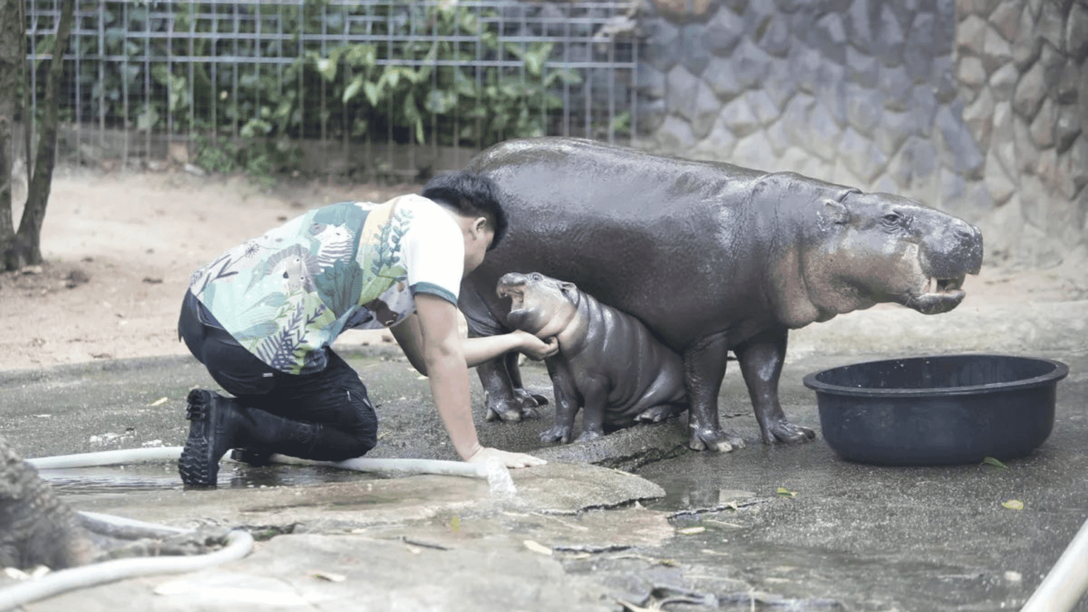 Internet Sensation Moo Deng Inspires a Closer Look at the Pygmy Hippo Species - Tomorrow's World ...