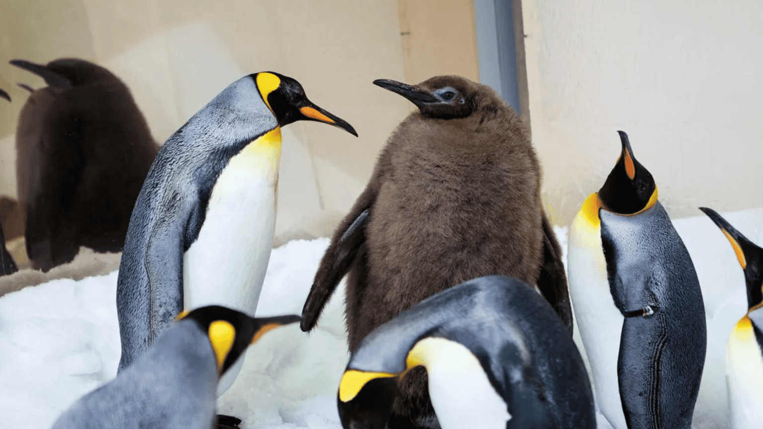 Meet Pesto, the Unusually Large Baby Penguin and Internet Celebrity ...