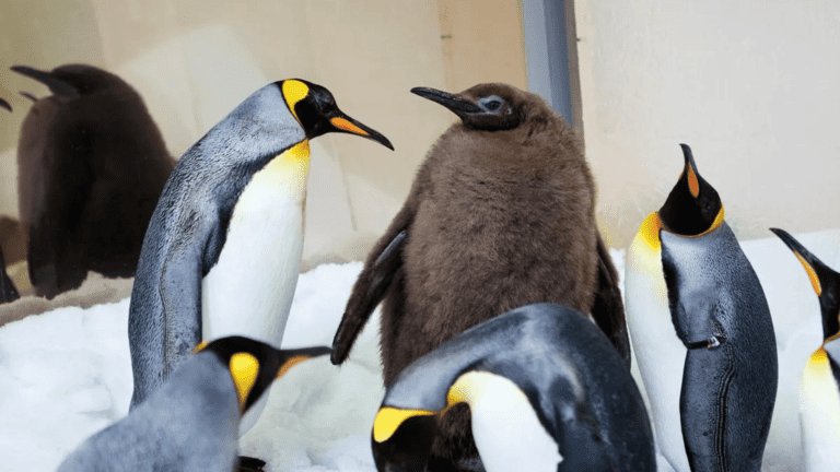 Meet Pesto, the Unusually Large Baby Penguin and Internet Celebrity ...