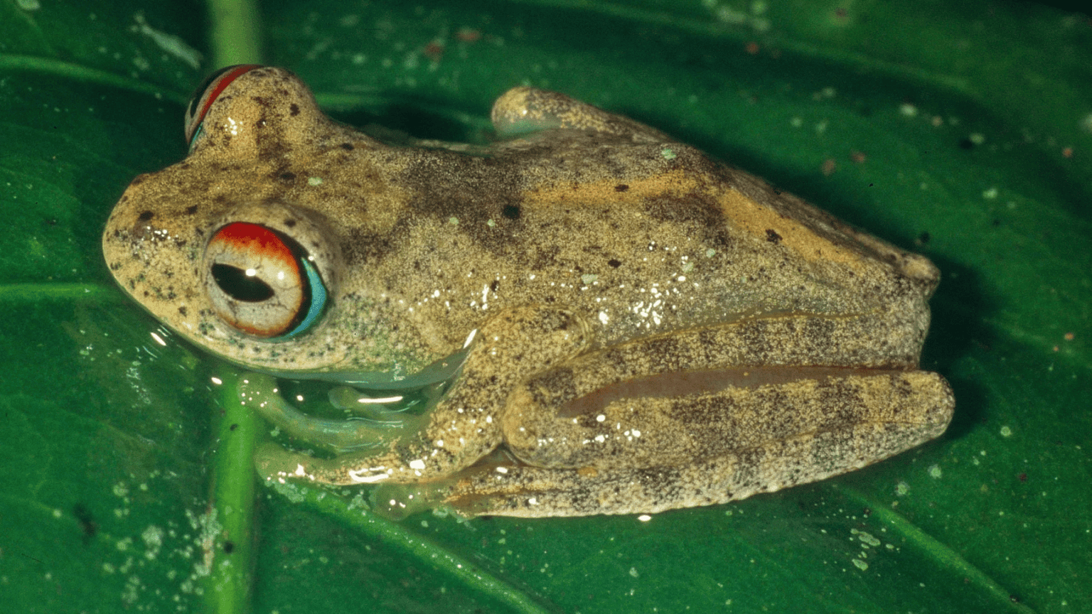 Seven New Frog Species Named After Their "Star Trek" Sounds - Tomorrow ...