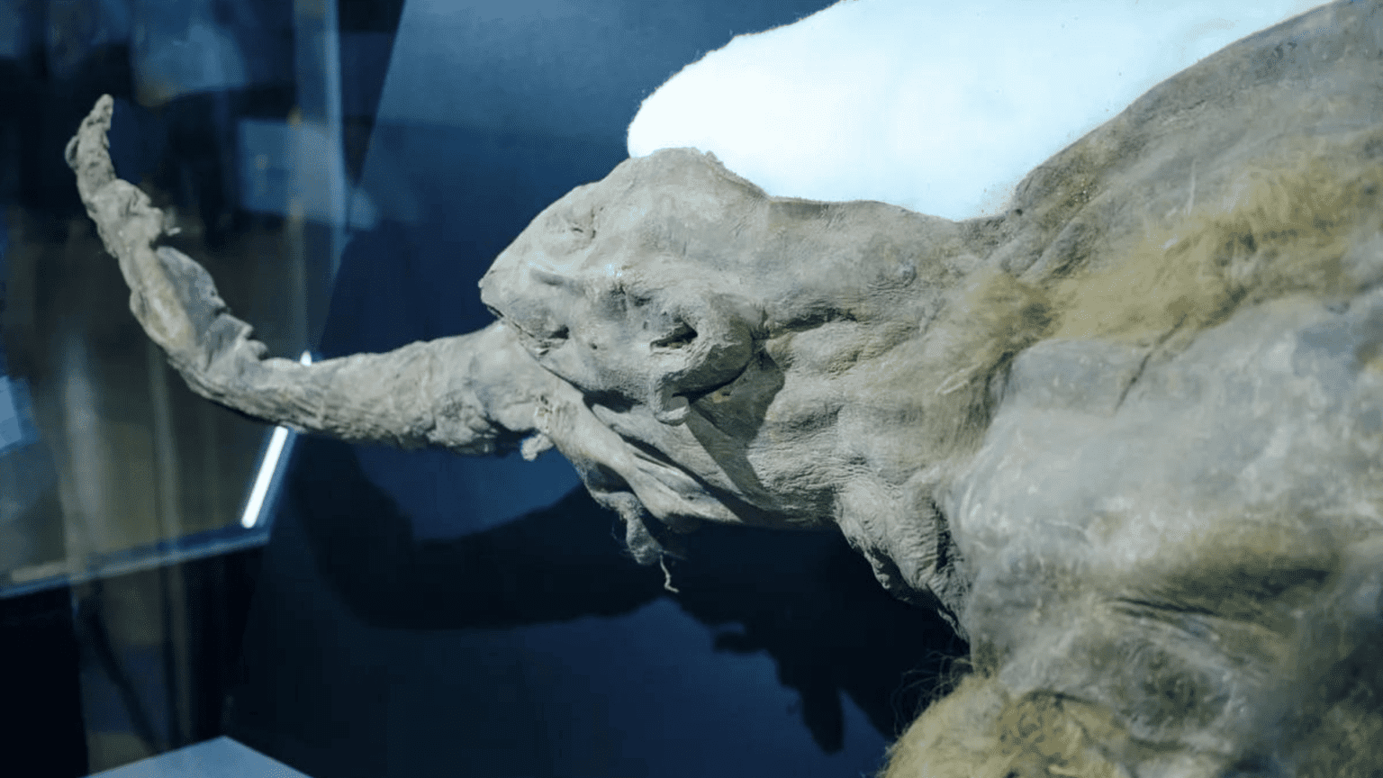 39,000-Year-Old Mammoth is Earliest Evidence of Human Presence in ...