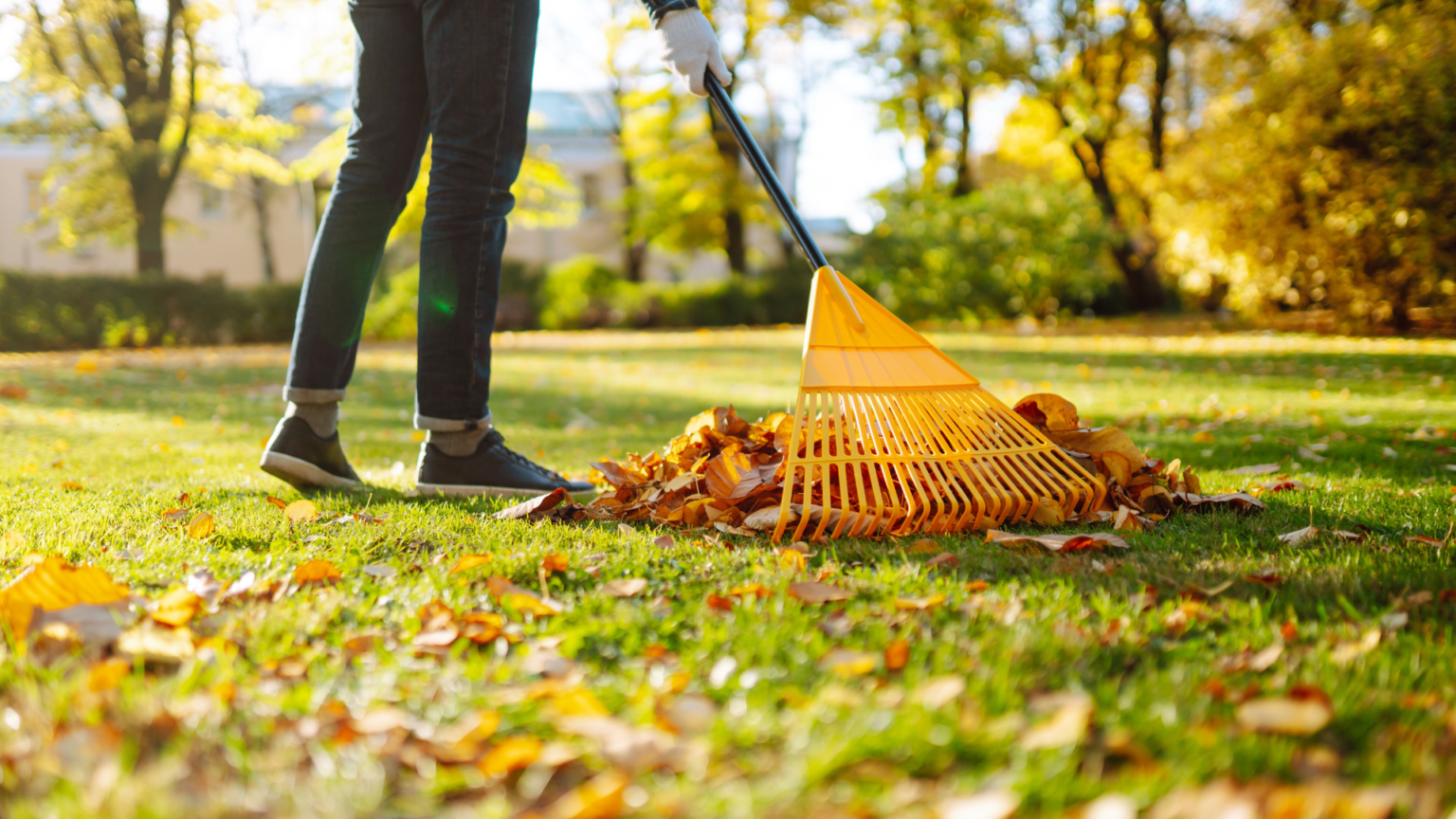 Saving and Reusing Fall Leaves Could Benefit Your Yard or Garden ...