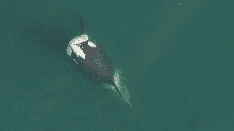 Wearing A Salmon On Your Head is Back in Fashion For Orcas - Tomorrow's World Today®