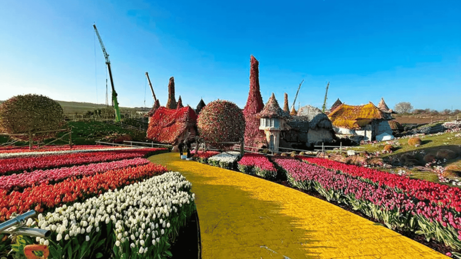 9 Million Tulips Planted for Munchkinland in New Wicked Film - Tomorrow ...