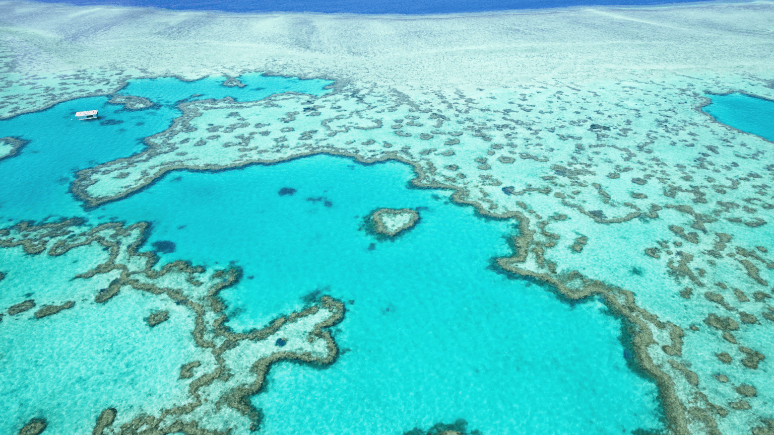 World's 1st Lab-Grown Coral Babies Planted on Great Barrier Reef ...