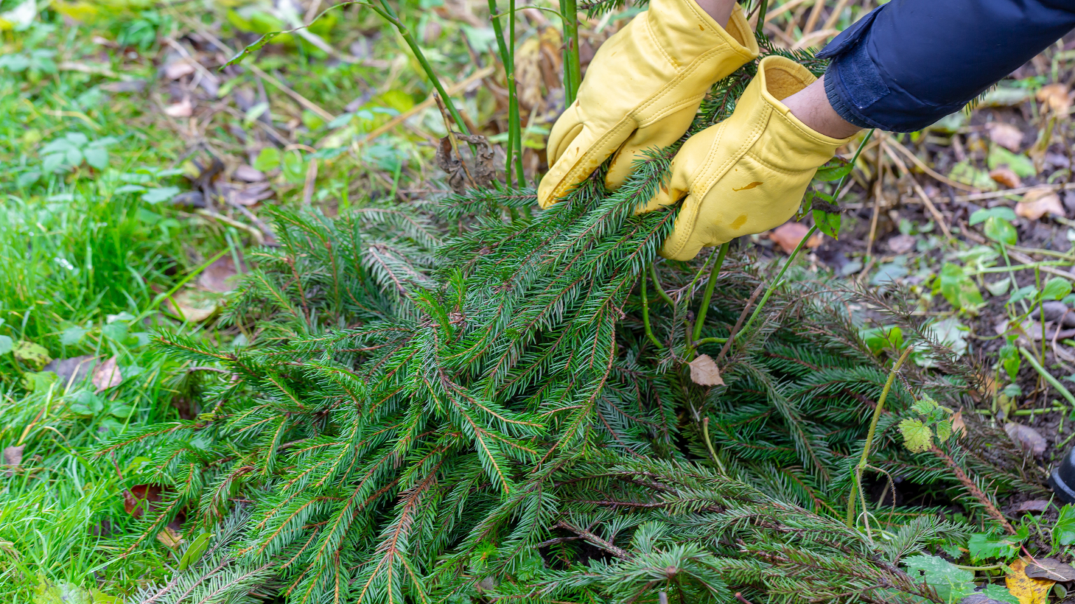 5 Expert Tips to Properly Dispose of a Live Christmas Tree - Tomorrow's ...