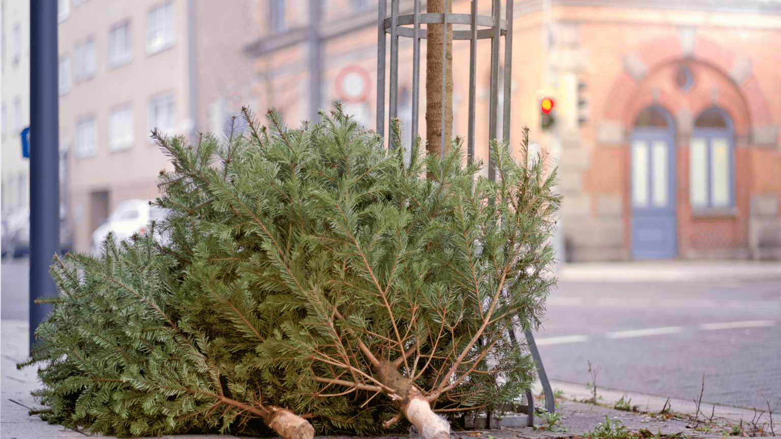 5 Expert Tips to Properly Dispose of a Live Christmas Tree - Tomorrow's ...