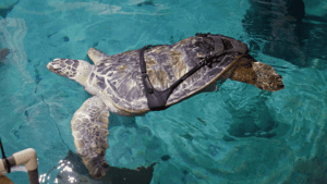 Partially Paralyzed Sea Turtle Swims Using 3D Printed Harness ...