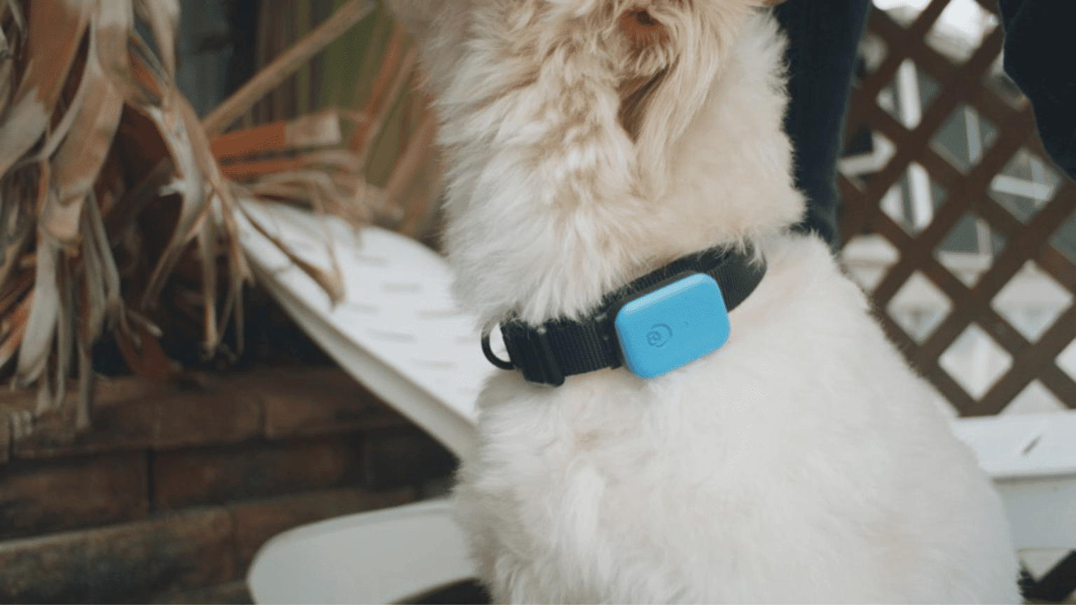 Queva Smart Dog Collar Monitors Activity, Location, and Pet Health ...