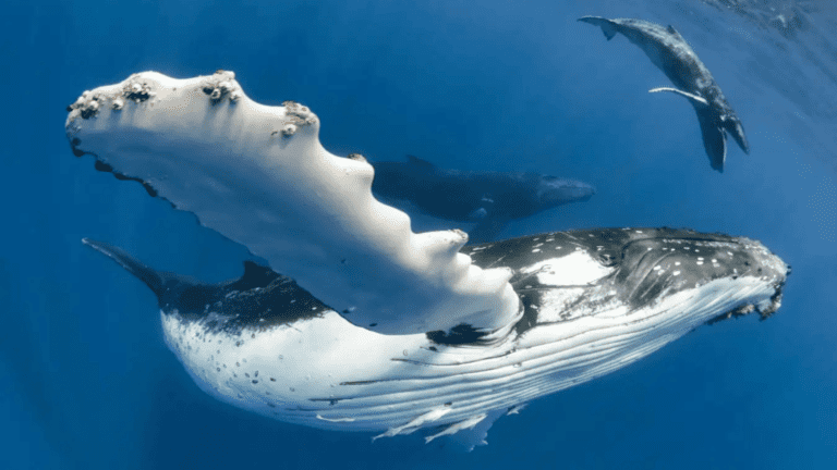 Humpback Whale Songs Share a Key Pattern With Human Language - Tomorrow ...