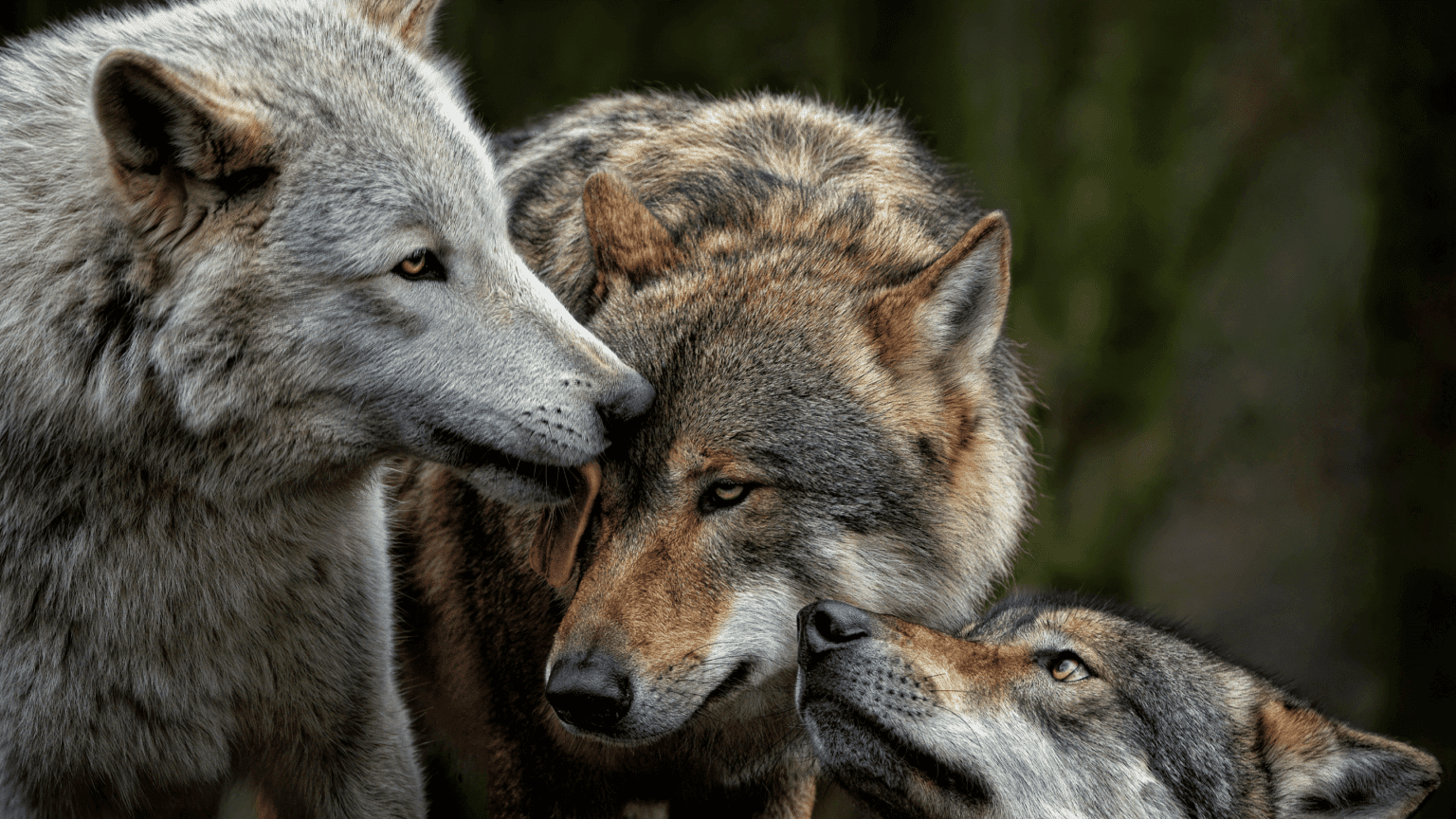 New Research Suggests Ancient Wolves May Have Willingly Turned ...
