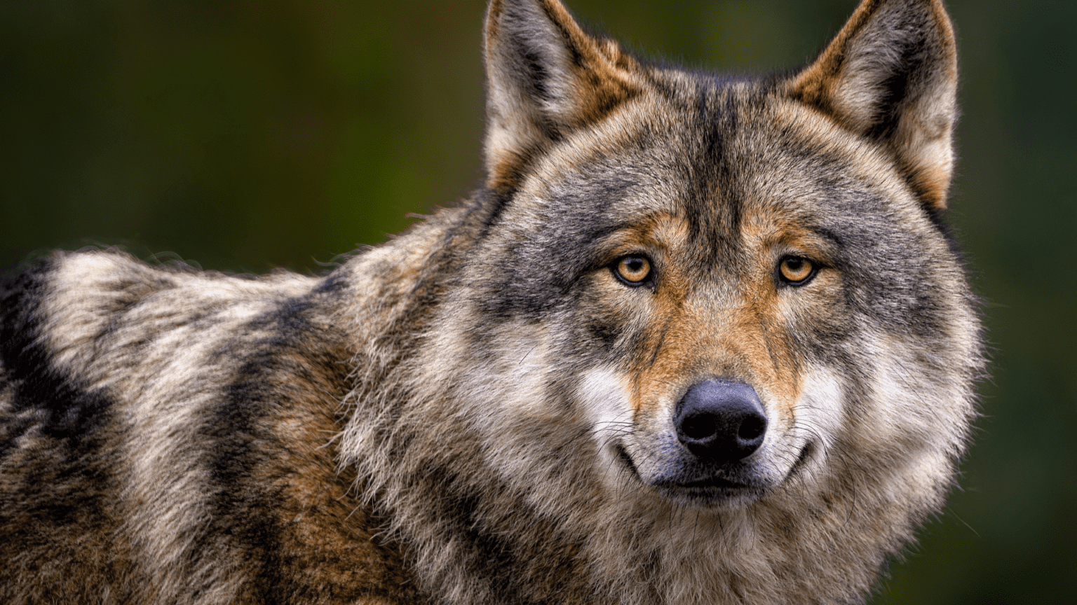 Reintroducing Wolves in the Scottish Highlands Could Reduce CO2 ...