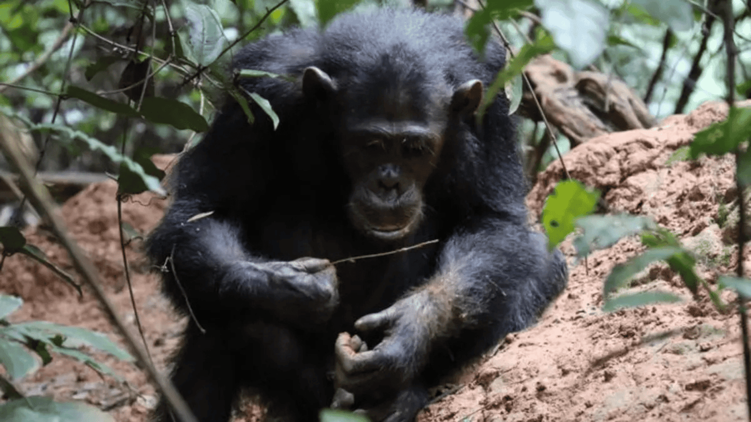 Chimpanzee ‘Engineers’ Use ‘Folk Physics’ to Build Bug-Hunting Tools ...