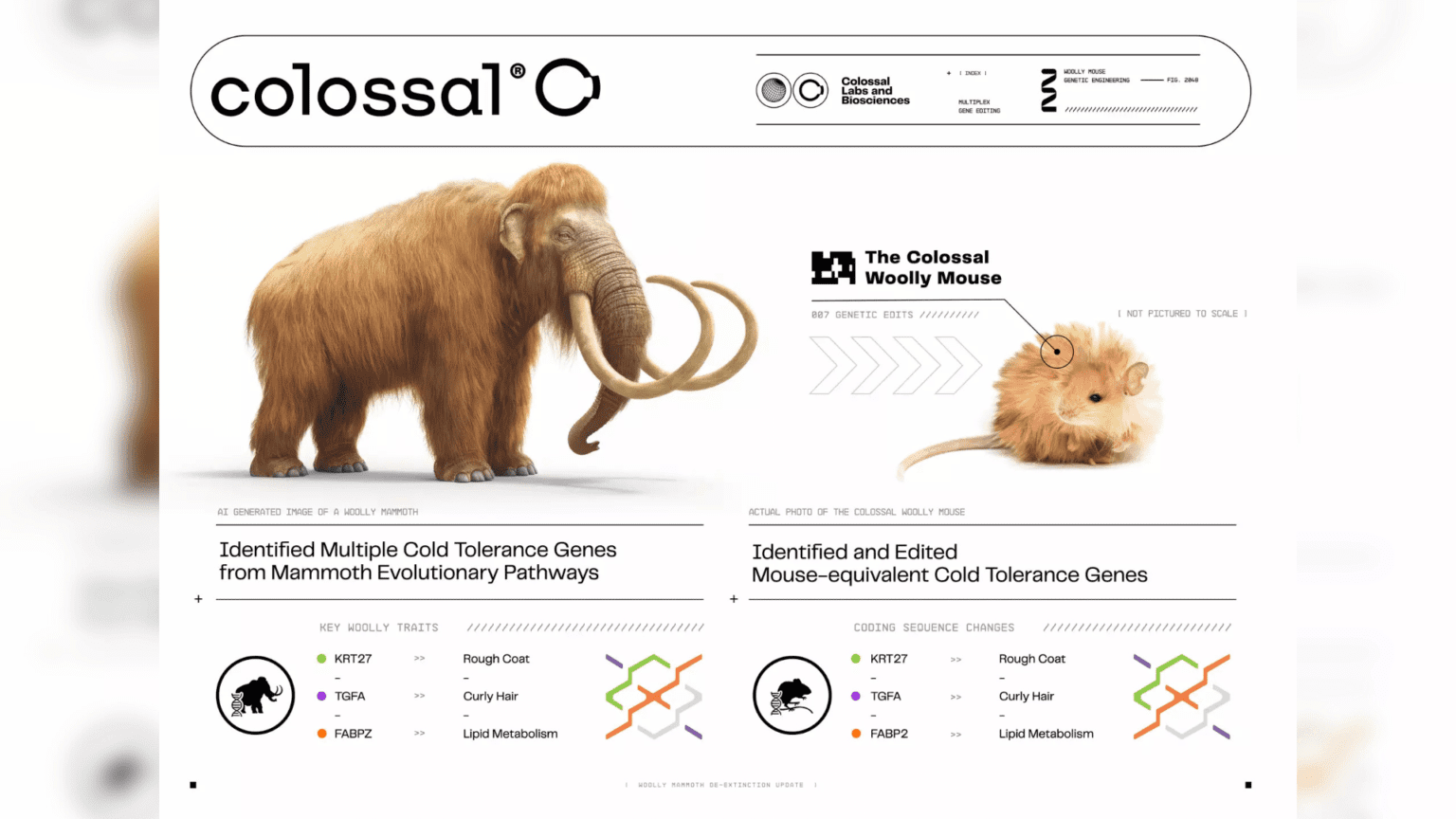 Is Colossal's “Woolly Mouse” a Step Toward De-Extincting The Mammoth ... Is Colossal's “Woolly Mouse” a Step Toward De-Extincting The Mammoth ...