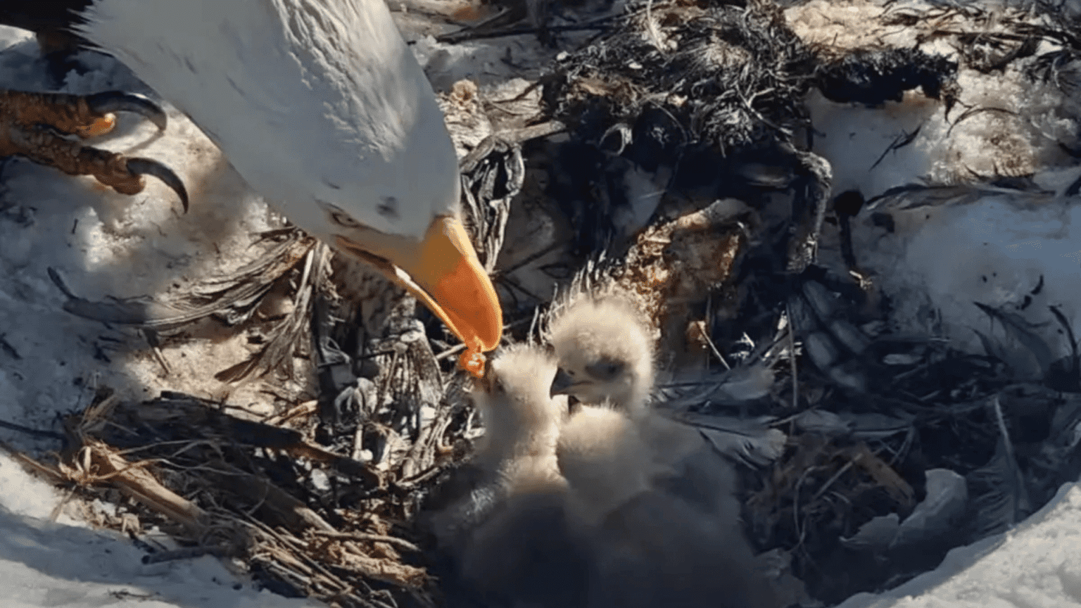 Viral Bald Eagle Couple Welcomes Three Baby Eaglets - Tomorrow's World ...