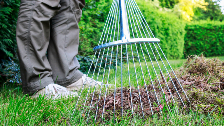 5 Spring Lawn Care Tips For the Best Yard on the Block - Tomorrow's ...