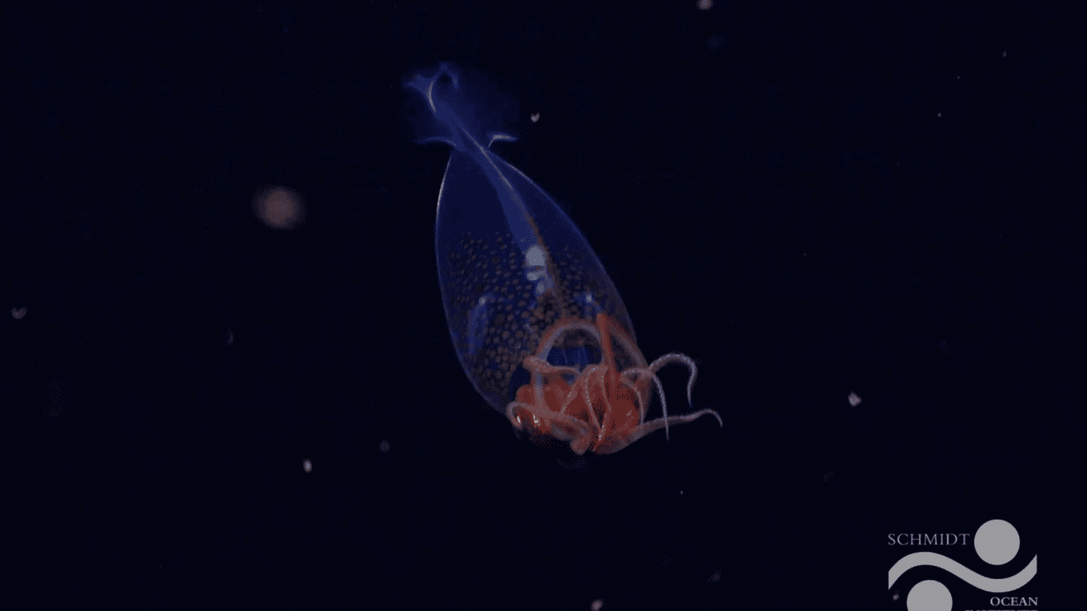 WATCH: A Live Colossal Squid Has Been Filmed For First Time - Tomorrow ...