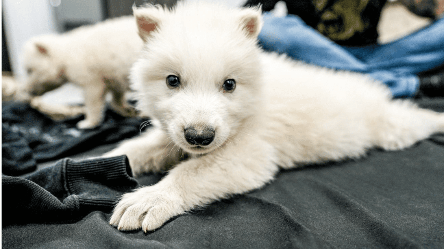 Have Scientists Actually Resurrected the Dire Wolf? - Tomorrow's World ...