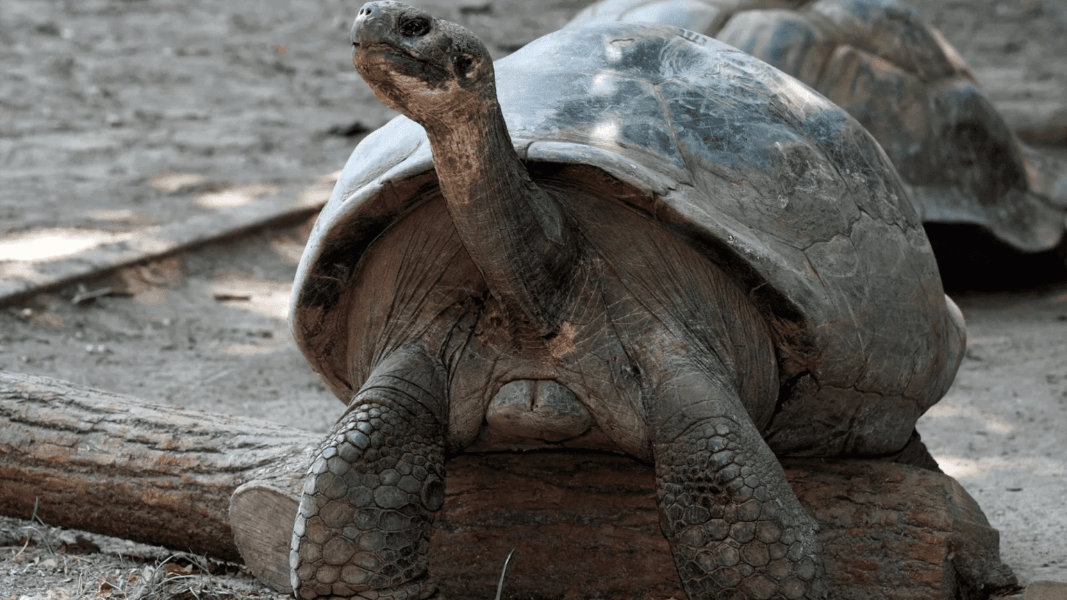 97-Year-Old Tortoise Becomes Oldest First-Time Mom of Her Species ...