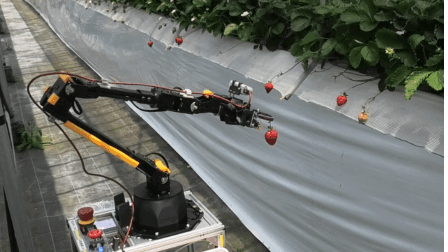 Autonomous Robot Harvests Strawberries in Complex Field - Tomorrow's ...