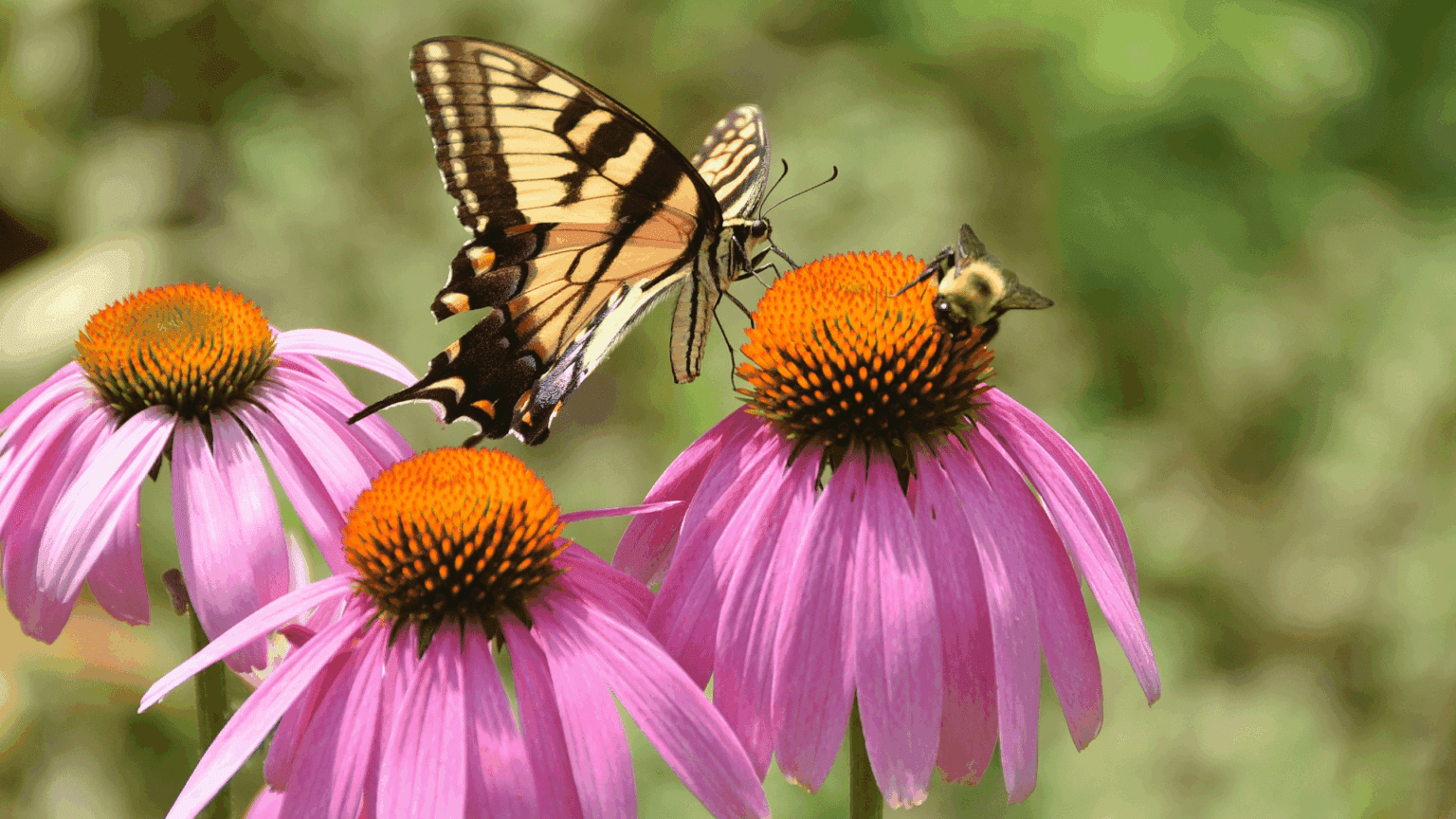 5 Simple Ways That You Can Celebrate Earth Day - Tomorrow's World Today®