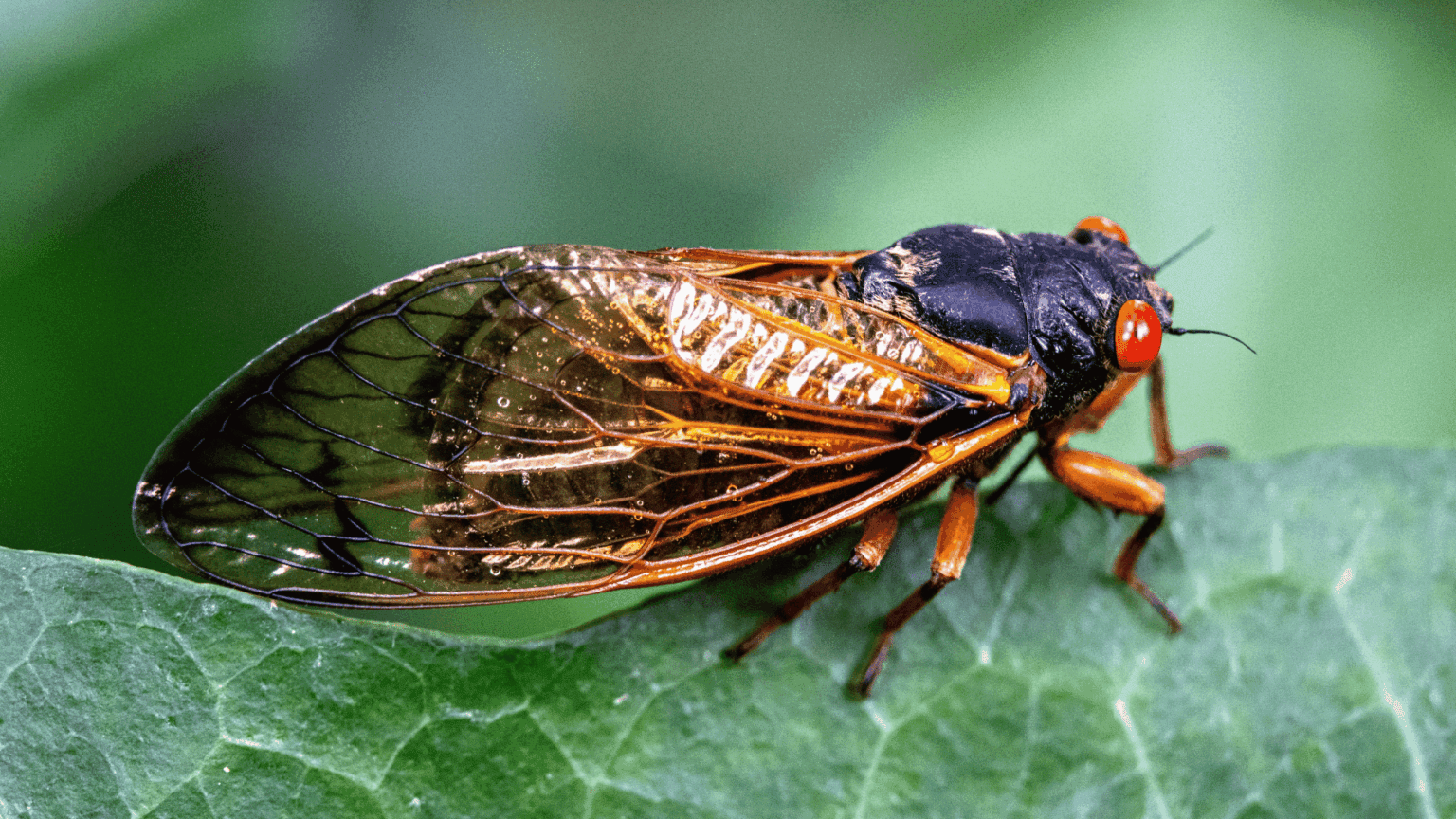 Billions of Cicadas Will Soon Swarm the U.S., But When and Where Will ...