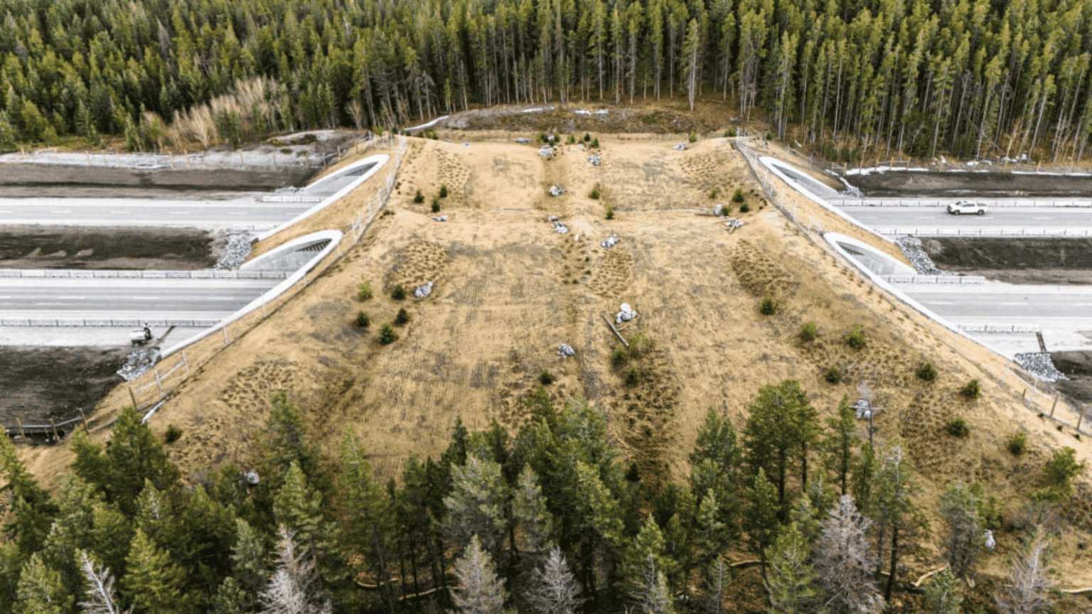New Wildlife Bridge Helps Animals Cross Over Canada's Busiest Highway ...