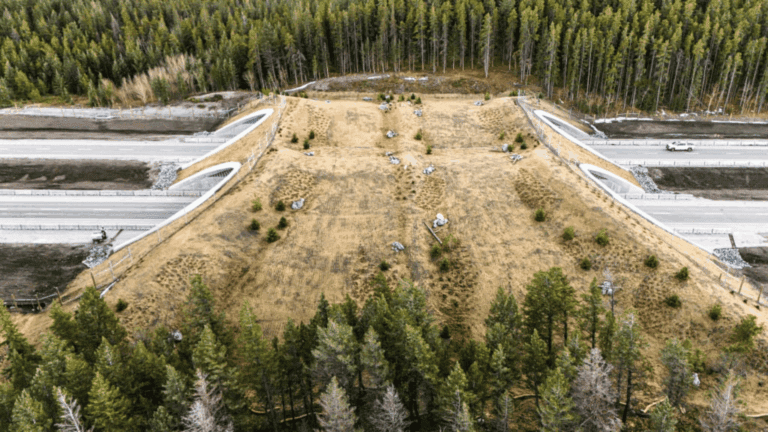 New Wildlife Bridge Helps Animals Cross Over Canada's Busiest Highway ...