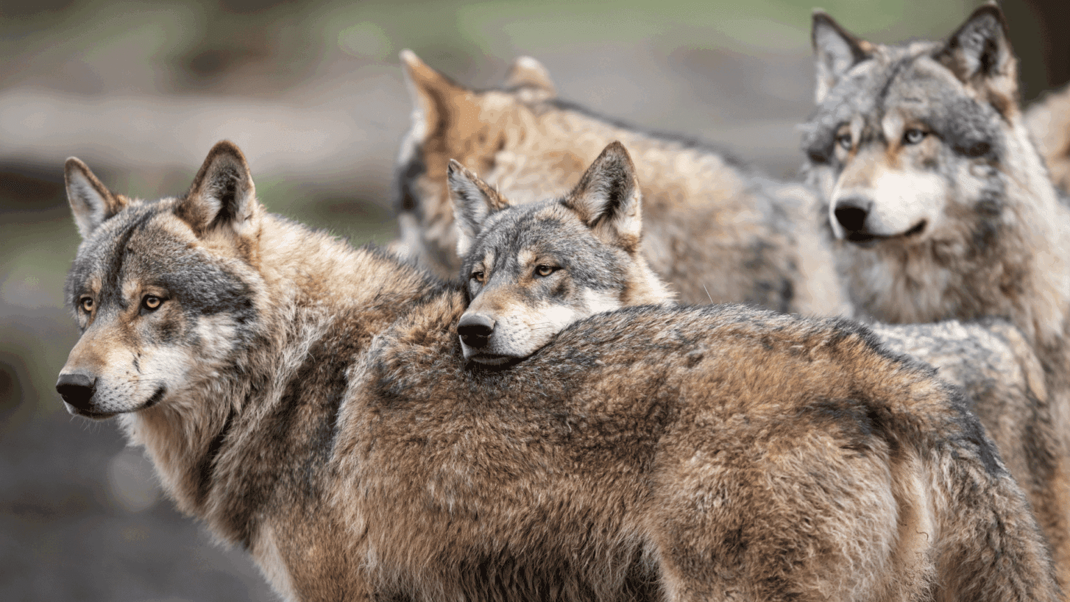 Could AI and Bioacoustics Help Us Decode the Language of Wolves ...