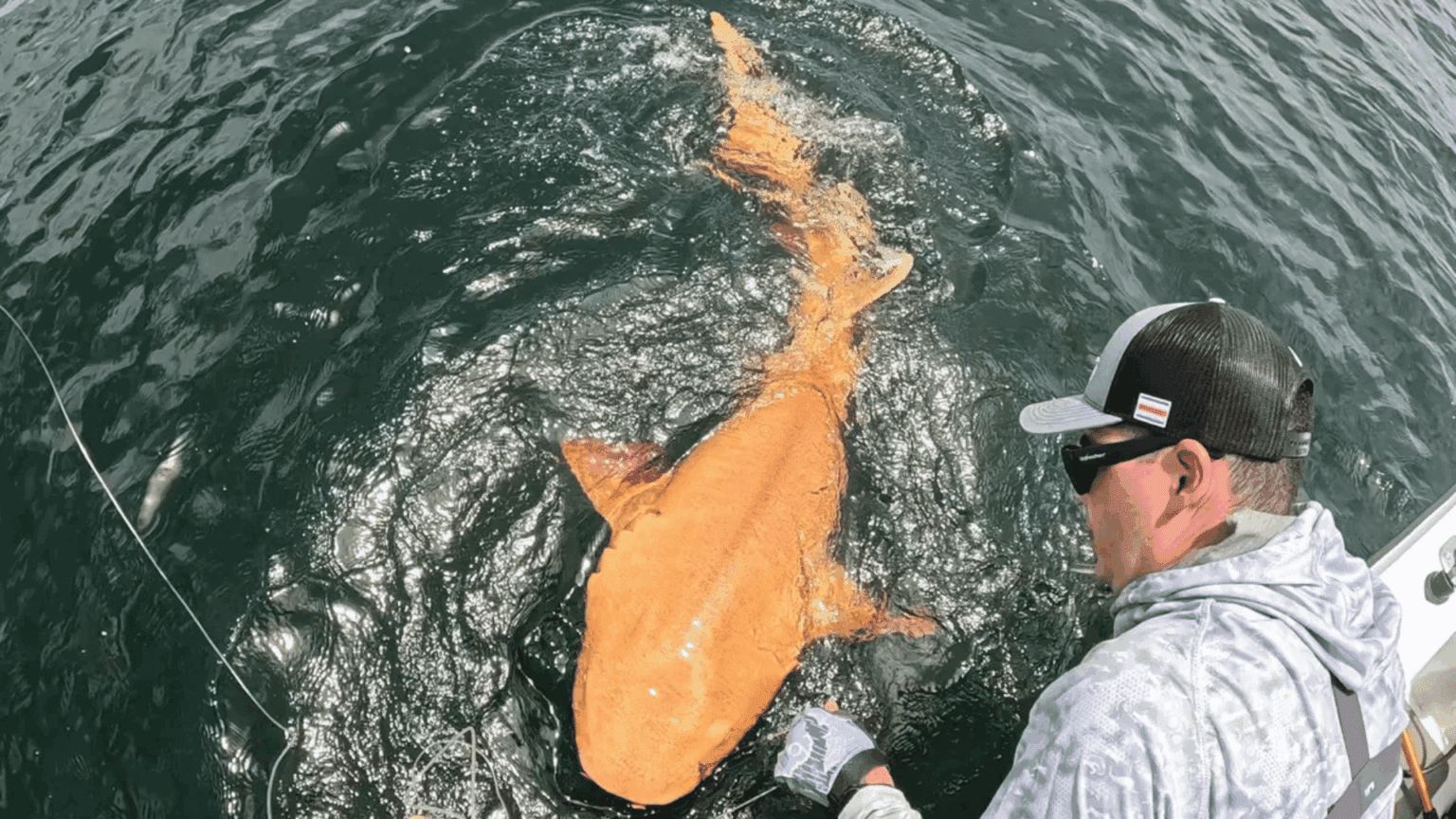 First-of-its-Kind Bright Orange Shark Discovered by Fishermen ...