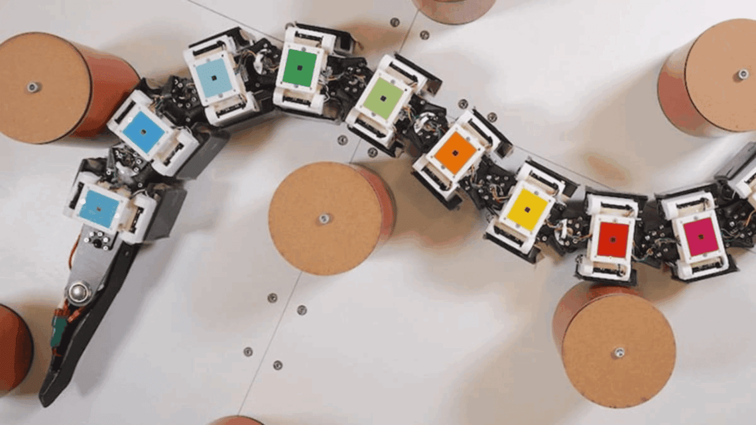 Eels’ Secret to Movement Could Help Design Next-Gen Advanced Robots ...