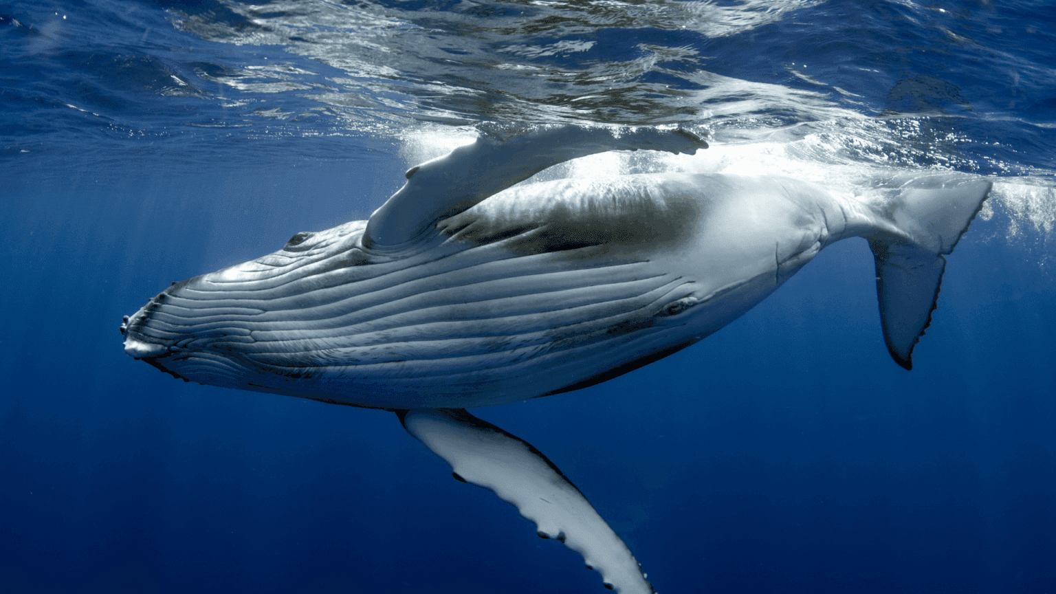 WATCH: Marine Biologists Tagged Humpback Whales With Underwater Cameras ...