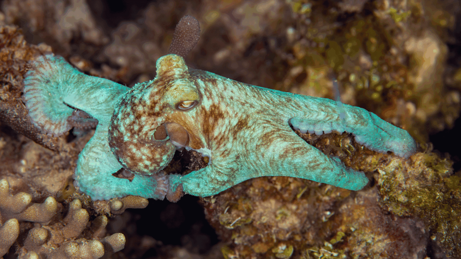 Researchers Use Bioengineering to Recreate Octopus Camouflage Pigments ...