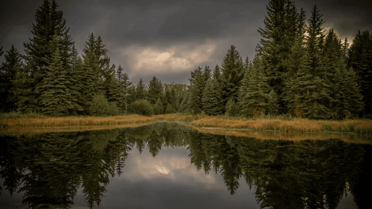 Life Through the Lens: A Conversation with Nature Photographer Alyce ...