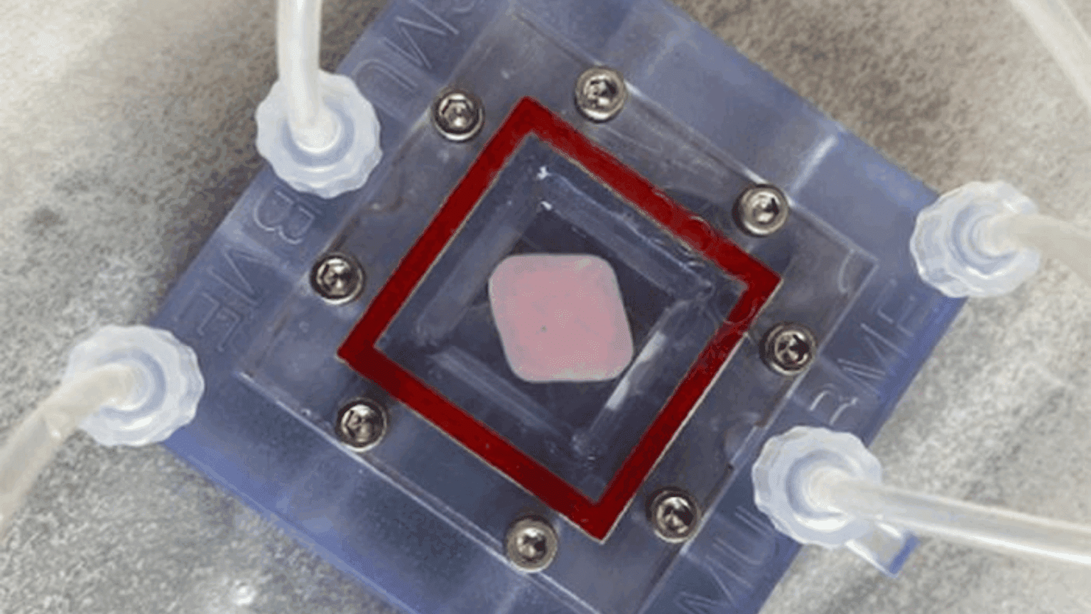 US University Developing 3D Bioprinted Liver For Transplants - Tomorrow ...