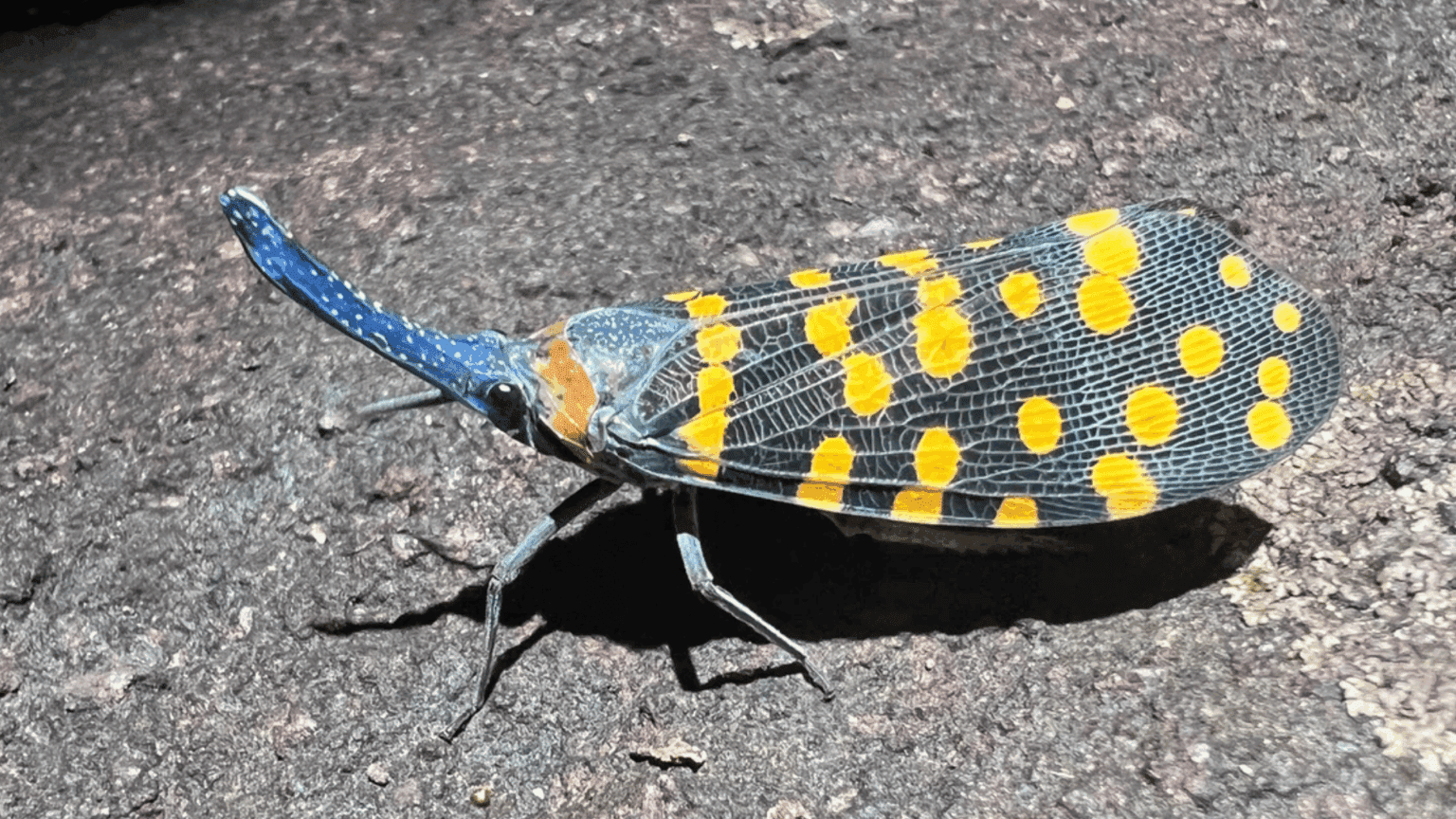 16,000 New Species Were Identified Each Year Since 2015 - Tomorrow's ...