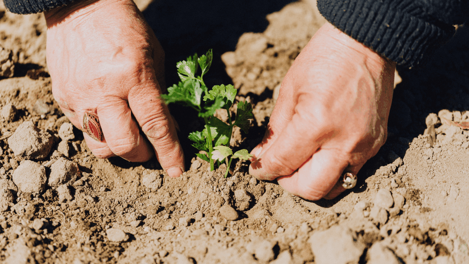 Crayola Revives Eight Beloved Crayon Colors - Tomorrow's World Today®