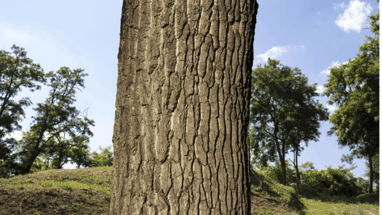 Tree Bark in Australia Scrubs the Air of Greenhouse Gases and Toxic ...