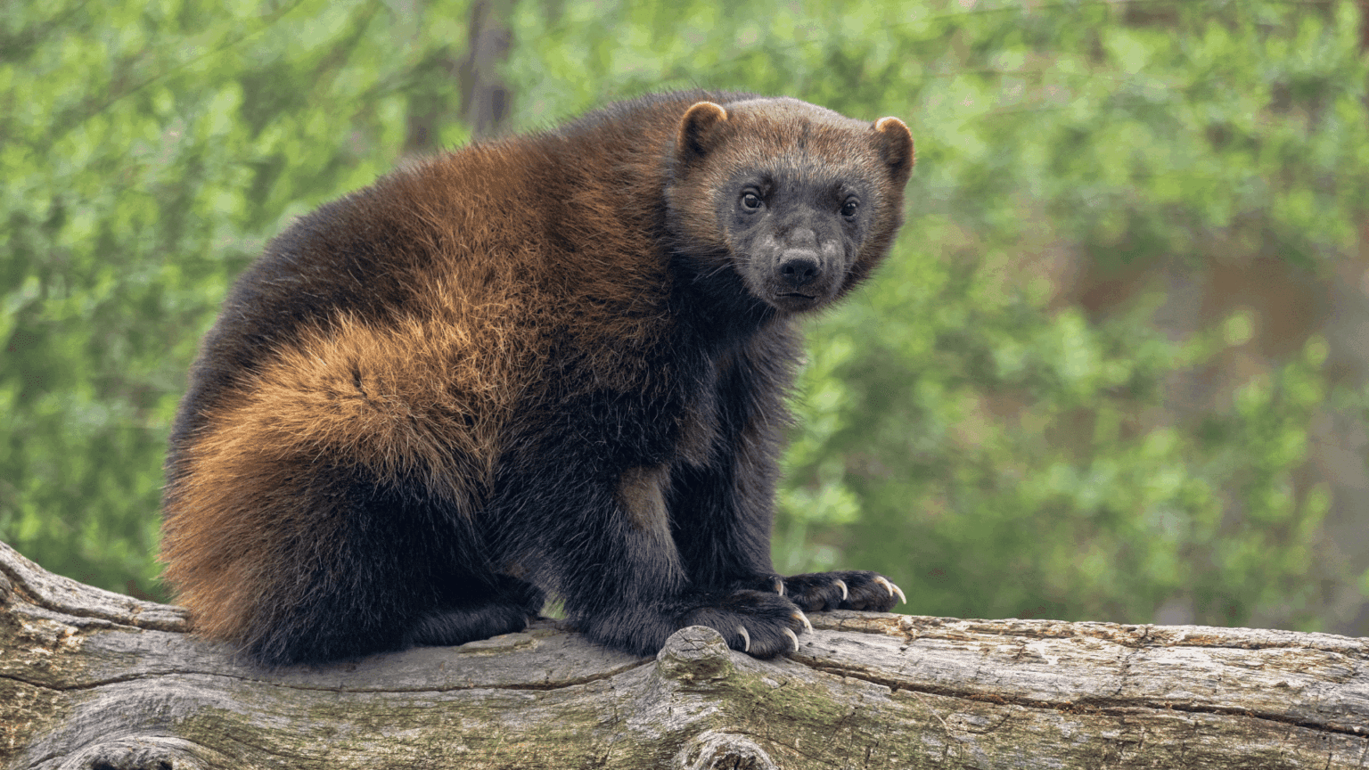 Colorado Parks and Wildlife Announces Wolverine Restoration Plan ...