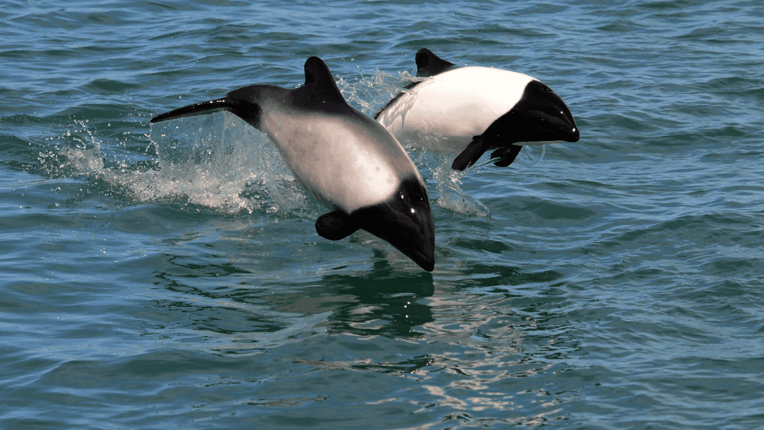 WATCH: Tourist Spots "Skunk" Dolphins Swimming And Playing - Tomorrow's ...