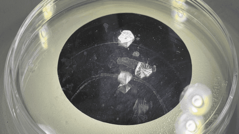Scientists Develop Low-Cost Artificial Cornea From Fish Scales ...